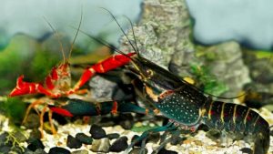 Your Step By Step Guide on how to raise crawfish in a tank!