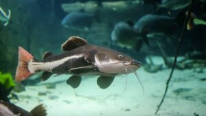 Red Tail Catfish Tank Size - Requirements & Care Guide!